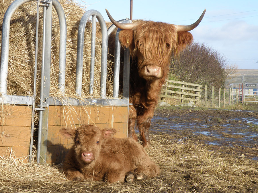 Highland Cattle Monthly Gallery - February 2016