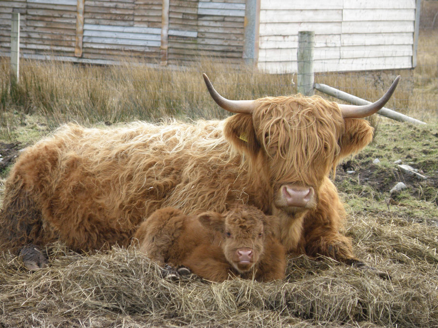 Highland Cattle Monthly Gallery - February 2016