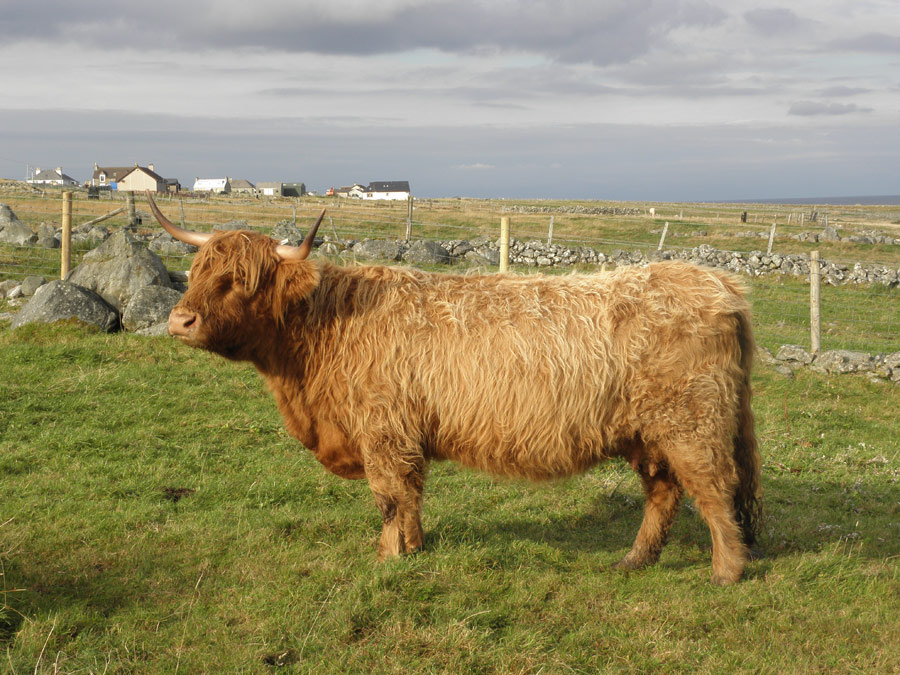 Highland Cattle Monthly Gallery - October 2016
