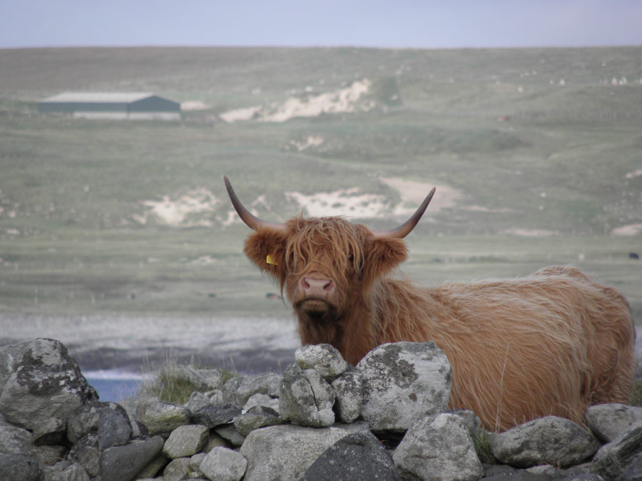 Highland Cattle Monthly Gallery - September 2016