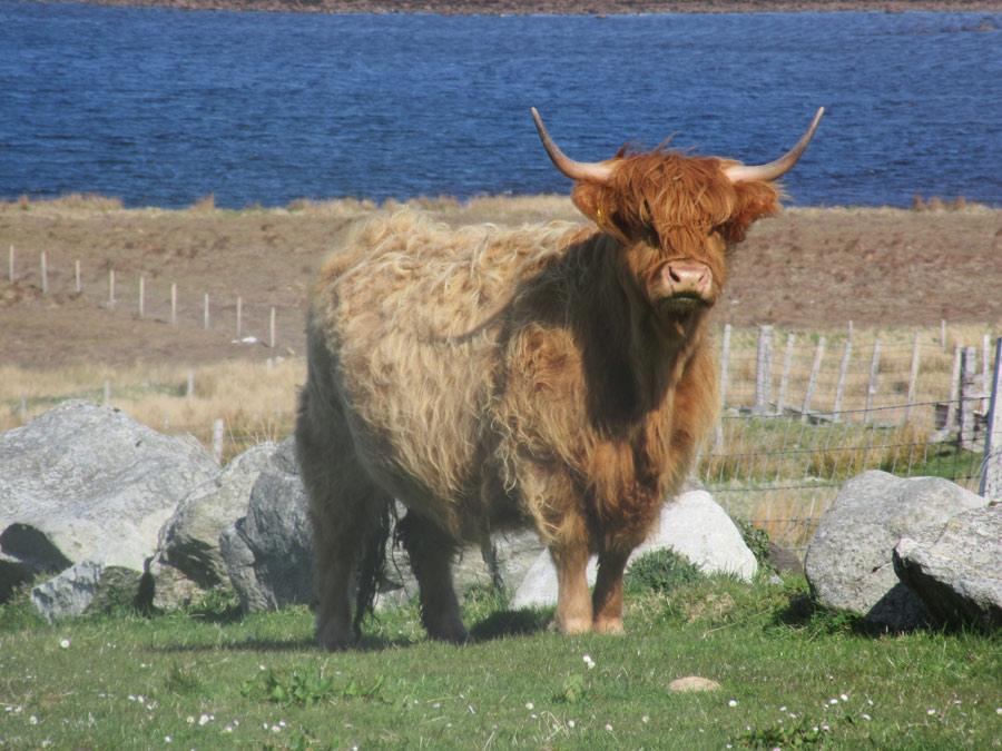 Highland Cattle Monthly Gallery - May 2017