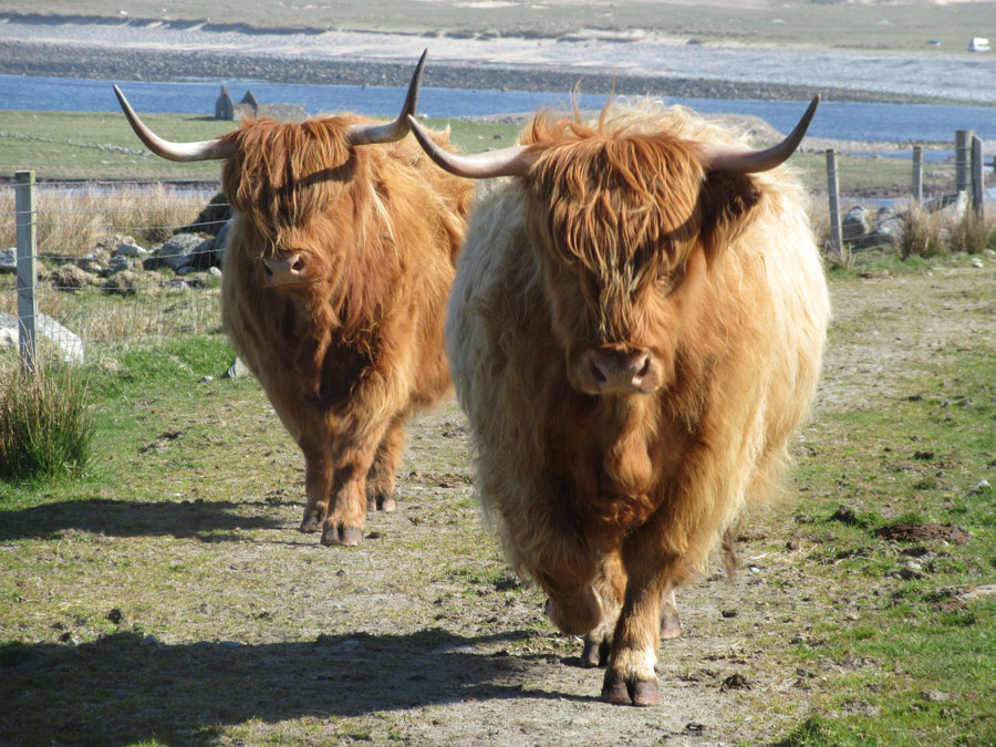 Highland Cattle Monthly Gallery - May 2017