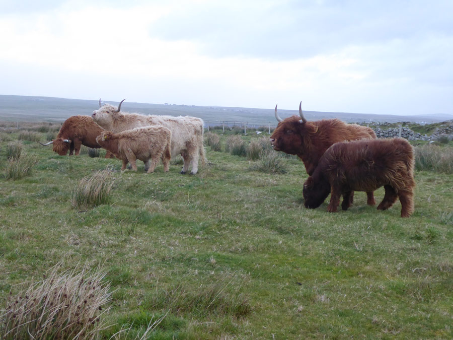 Highland Cattle Monthly Gallery - October 2017