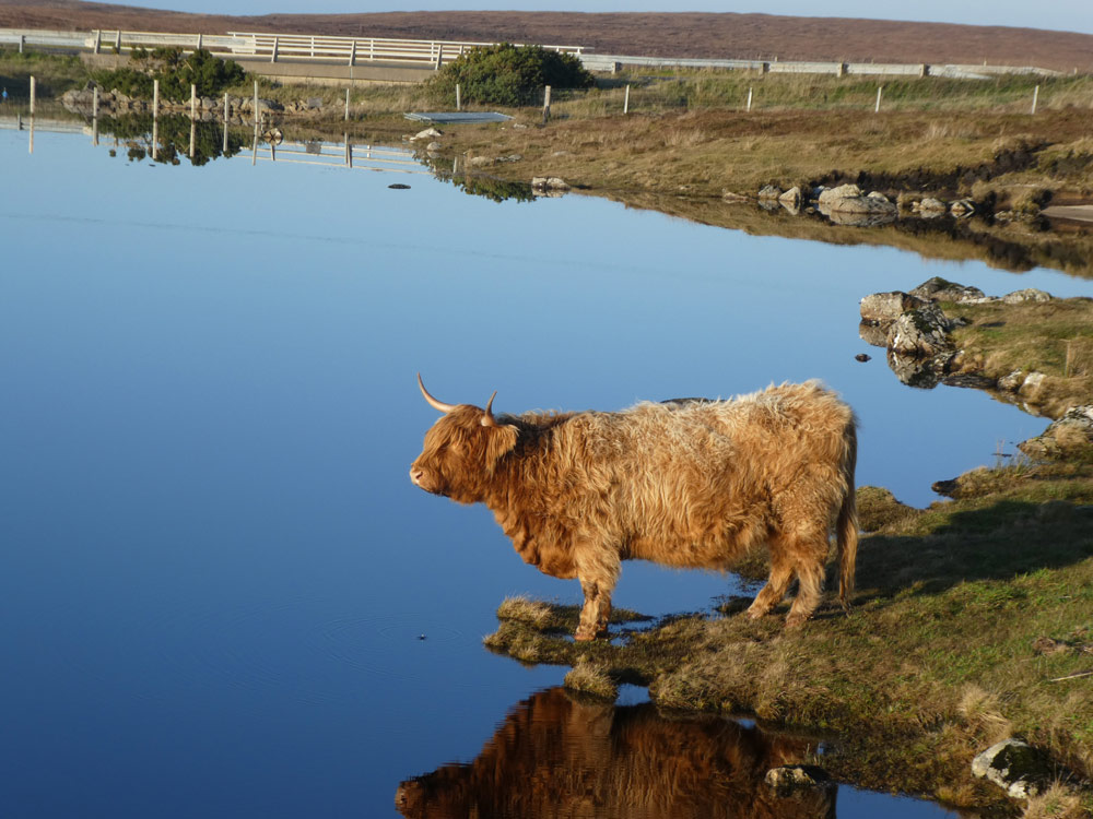 Highland Cattle Monthly Gallery - November 2018