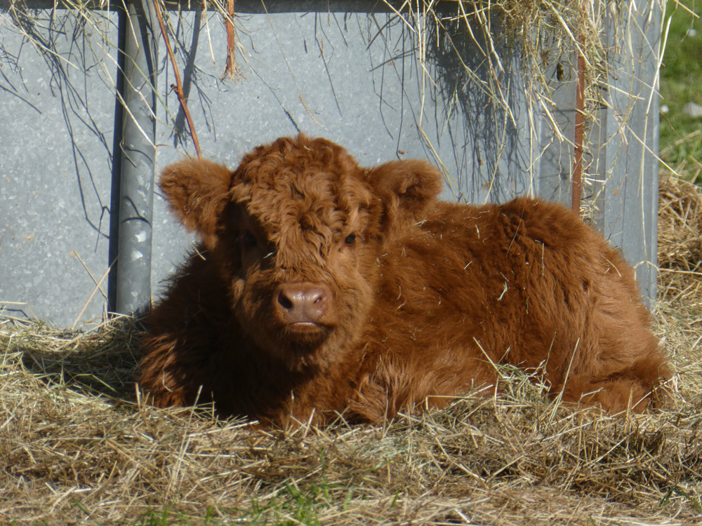 Highland Cattle Monthly Gallery - May 2019