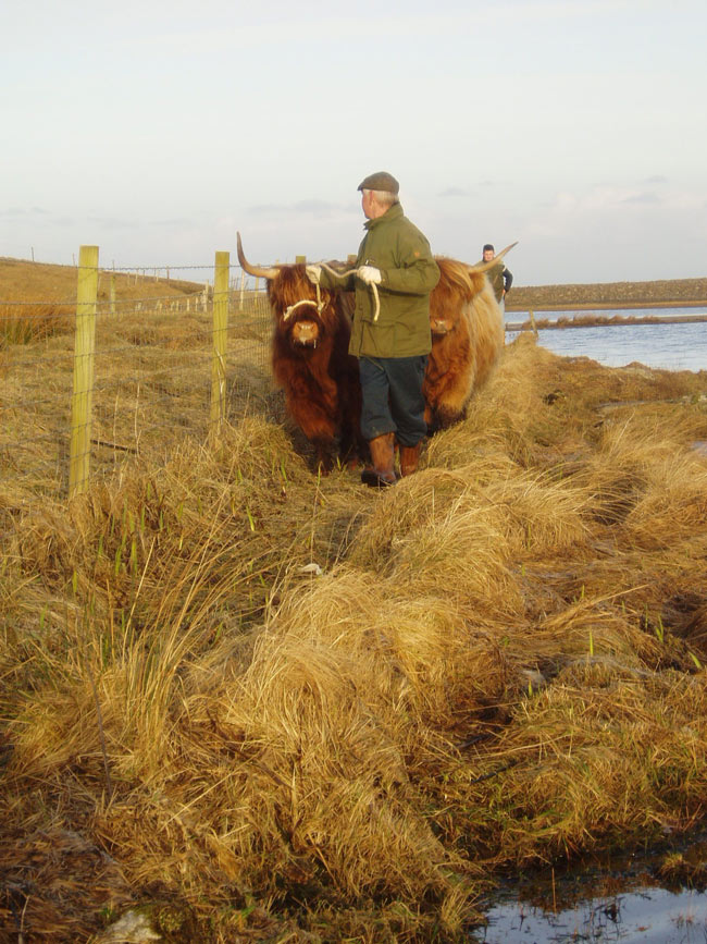 Highland Cattle Monthly Gallery - February 2008